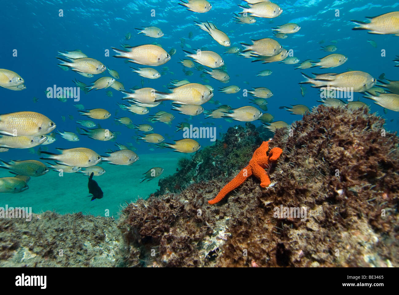 Reef with Damselfishes and Red Starfish, Chromis chromis, Hacelia ...