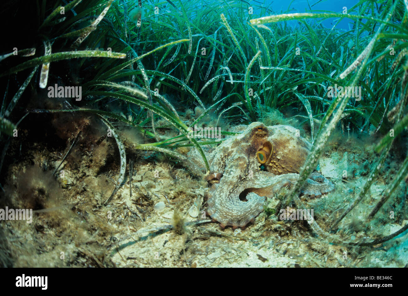 Common Octopus in Seaweed, Octopus vulgaris, Ibiza, Balearic Islands ...
