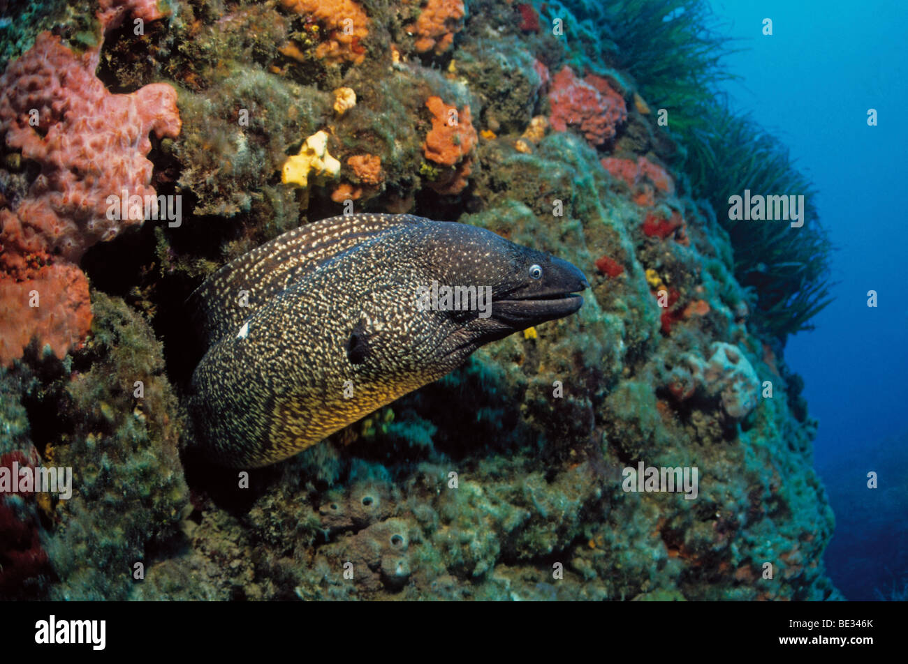 Mediterranean Moray, Muraena helena, Rapallo, Liguria, Mediterranean ...