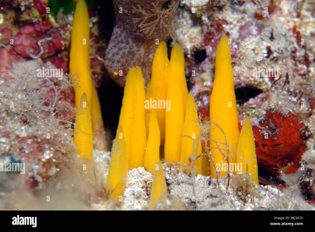 Yellow Marine Sponges, Porifera, Datca Peninsula, Aegaen Sea ...