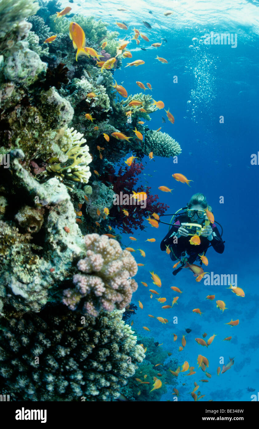Diver photographs Coral Reef, Sharm el Sheikh, Sinai, Red Sea, Egypt ...