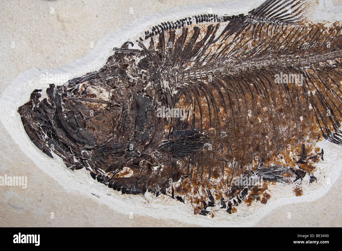 Fossil Fish with Prey inside, Diplomystus dentatus, Green River ...