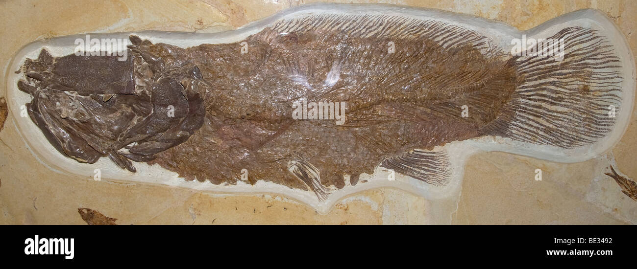 Bowfin Fish High Resolution Stock Photography and Images - Alamy