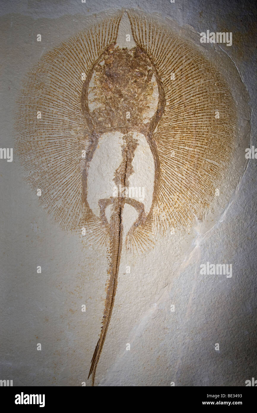 Paleogene mammals hi-res stock photography and images - Alamy