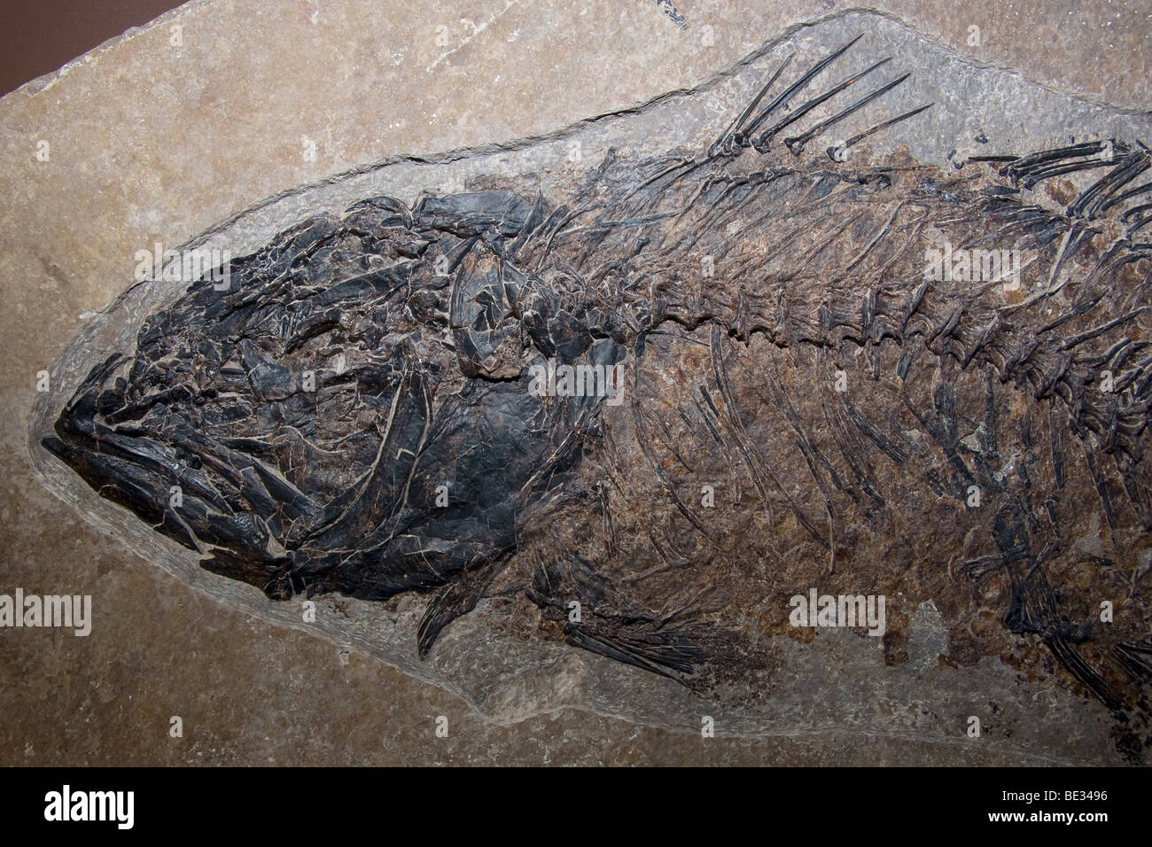 Paleogene Mammal High Resolution Stock Photography and Images - Alamy