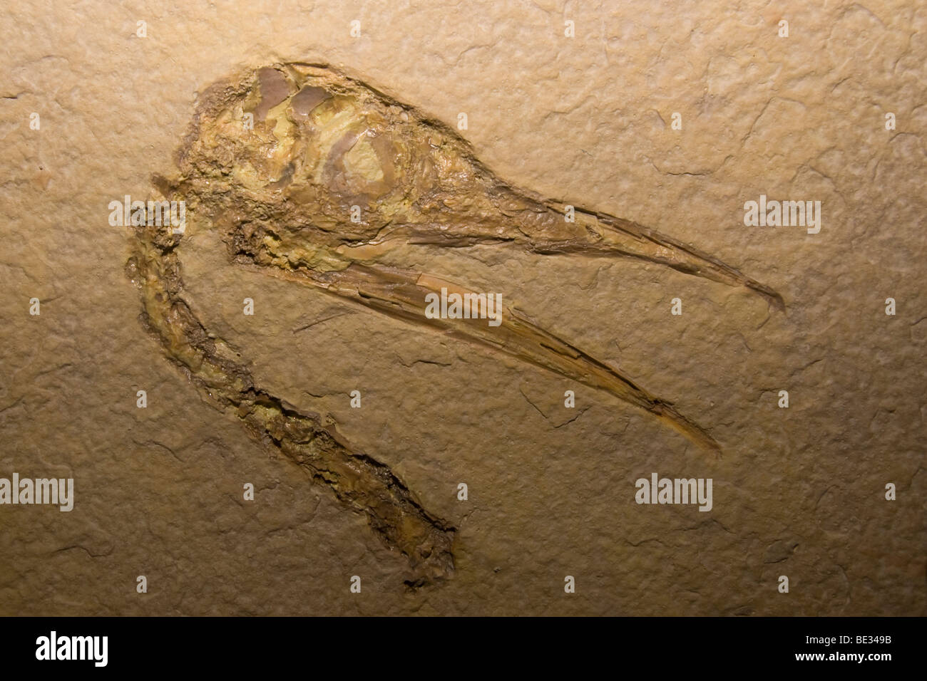 Fossil bird hi-res stock photography and images - Alamy