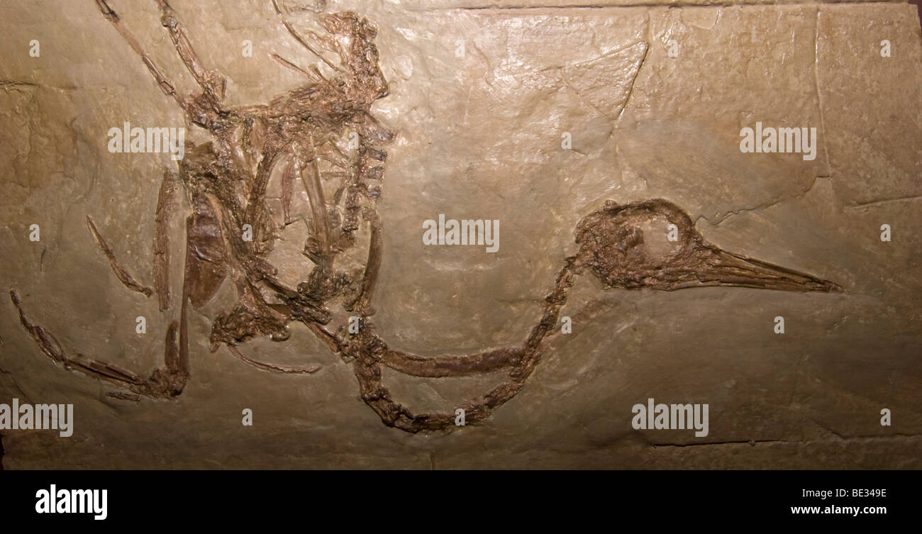 Bird fossils hi-res stock photography and images - Alamy