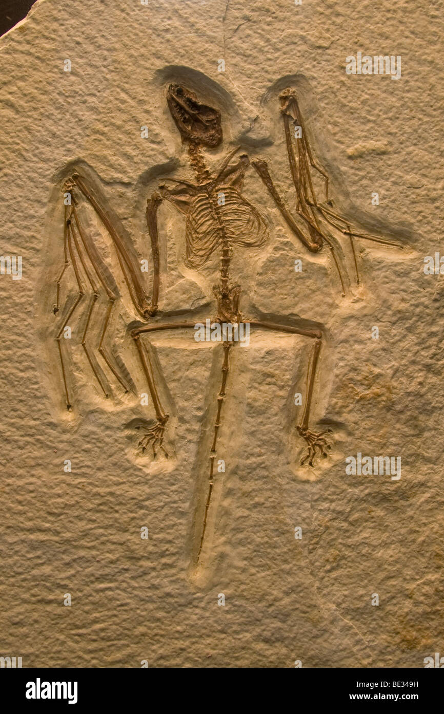 Fossil Bat, Green River Formation, Wyoming, USA Stock Photo - Alamy