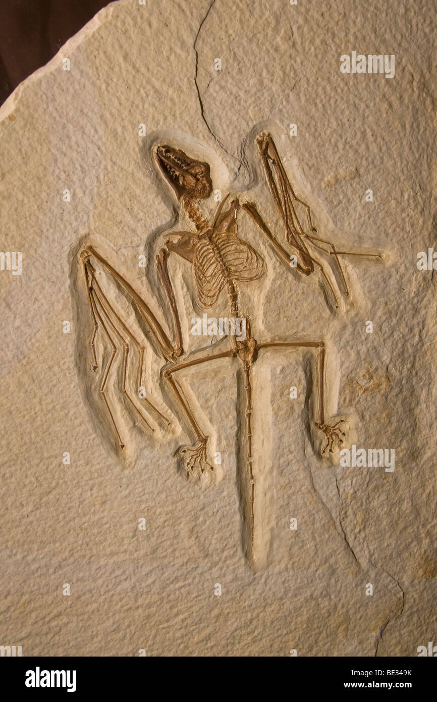 Fossil Bat, Fossil Butte National Monument, Wyoming, USA Stock Photo ...