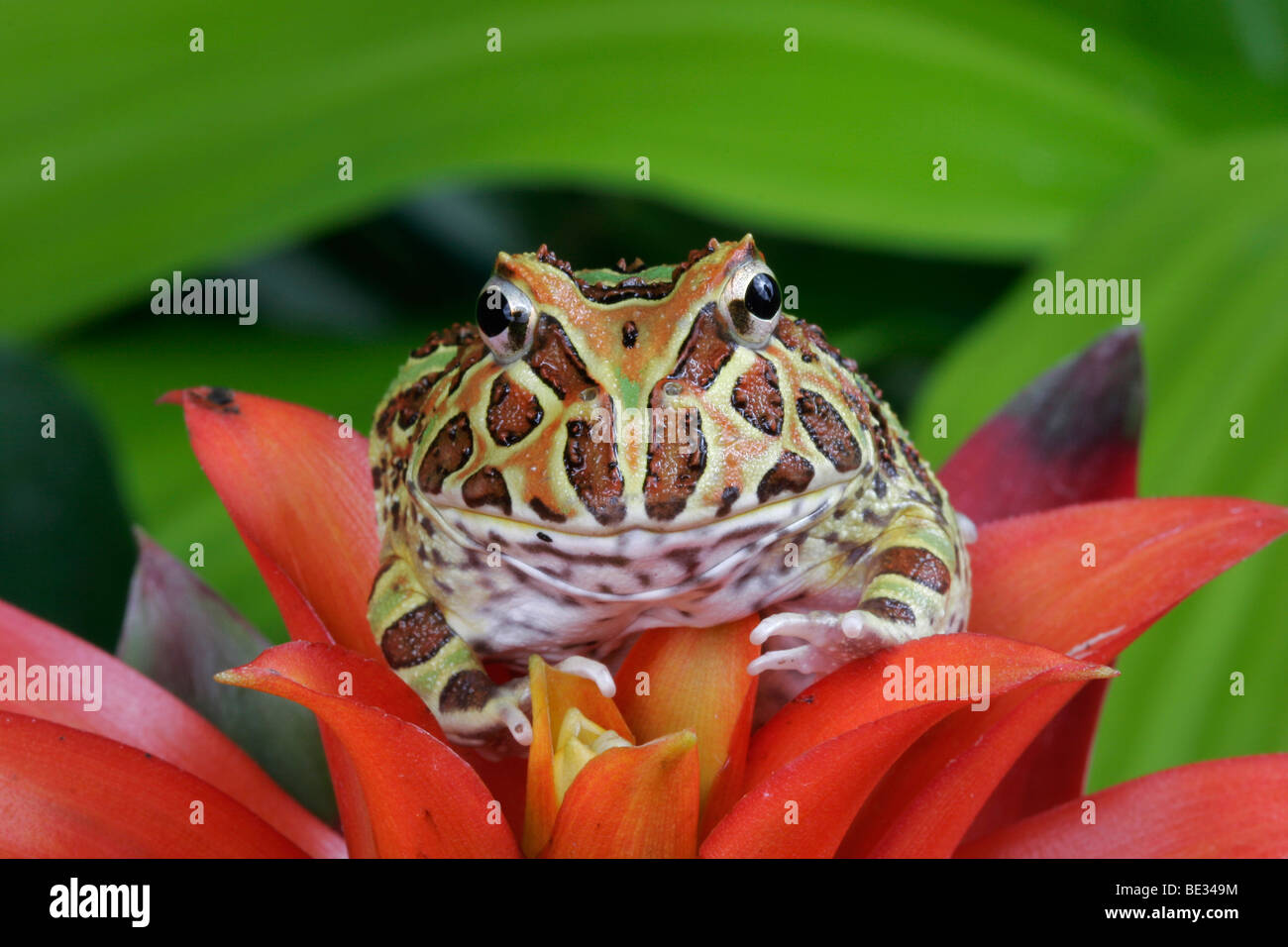 Argentine horned frogs hi-res stock photography and images - Alamy