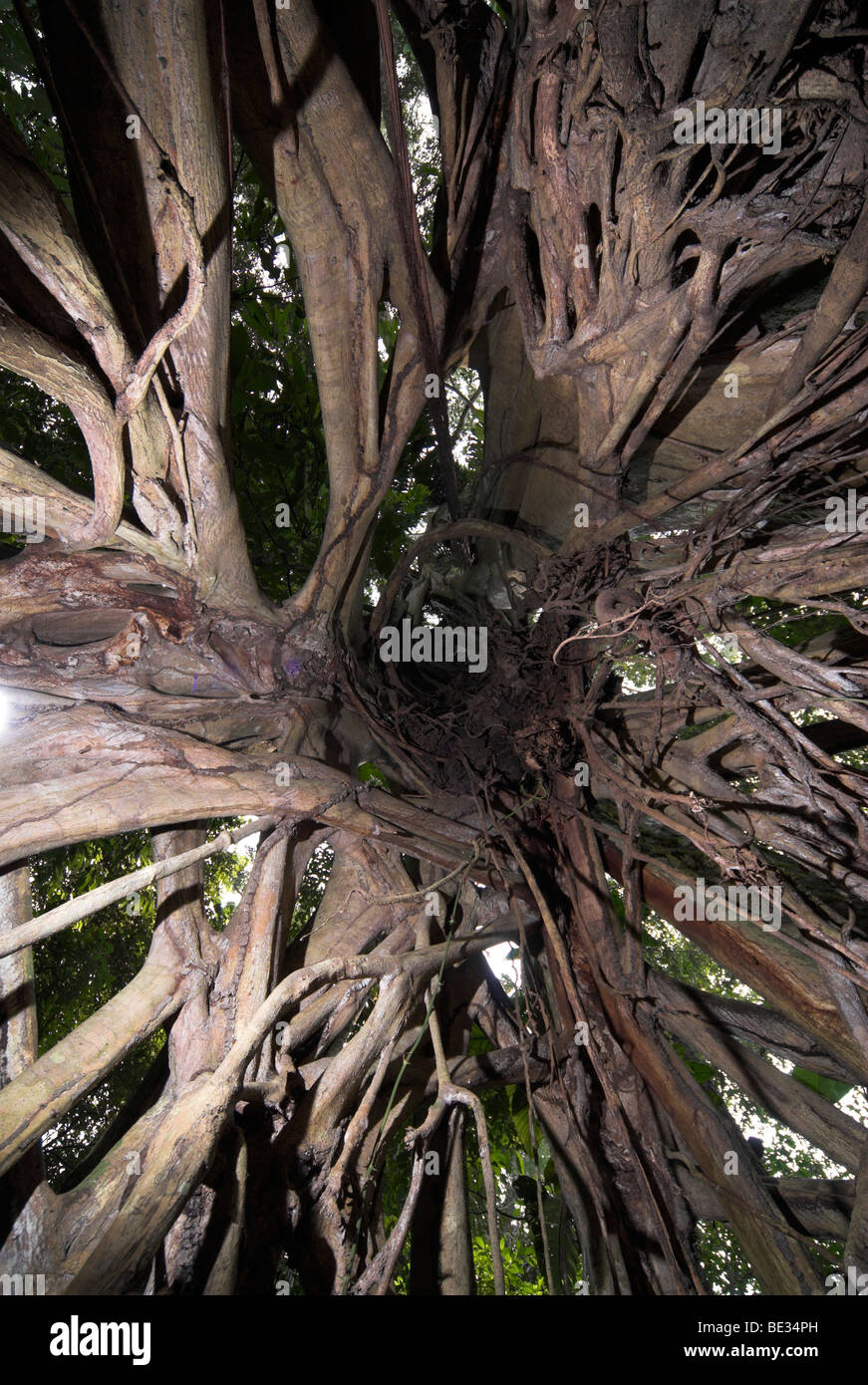 Strangler Fig Ficus sp Manu Peru view up dead host tree inside ...