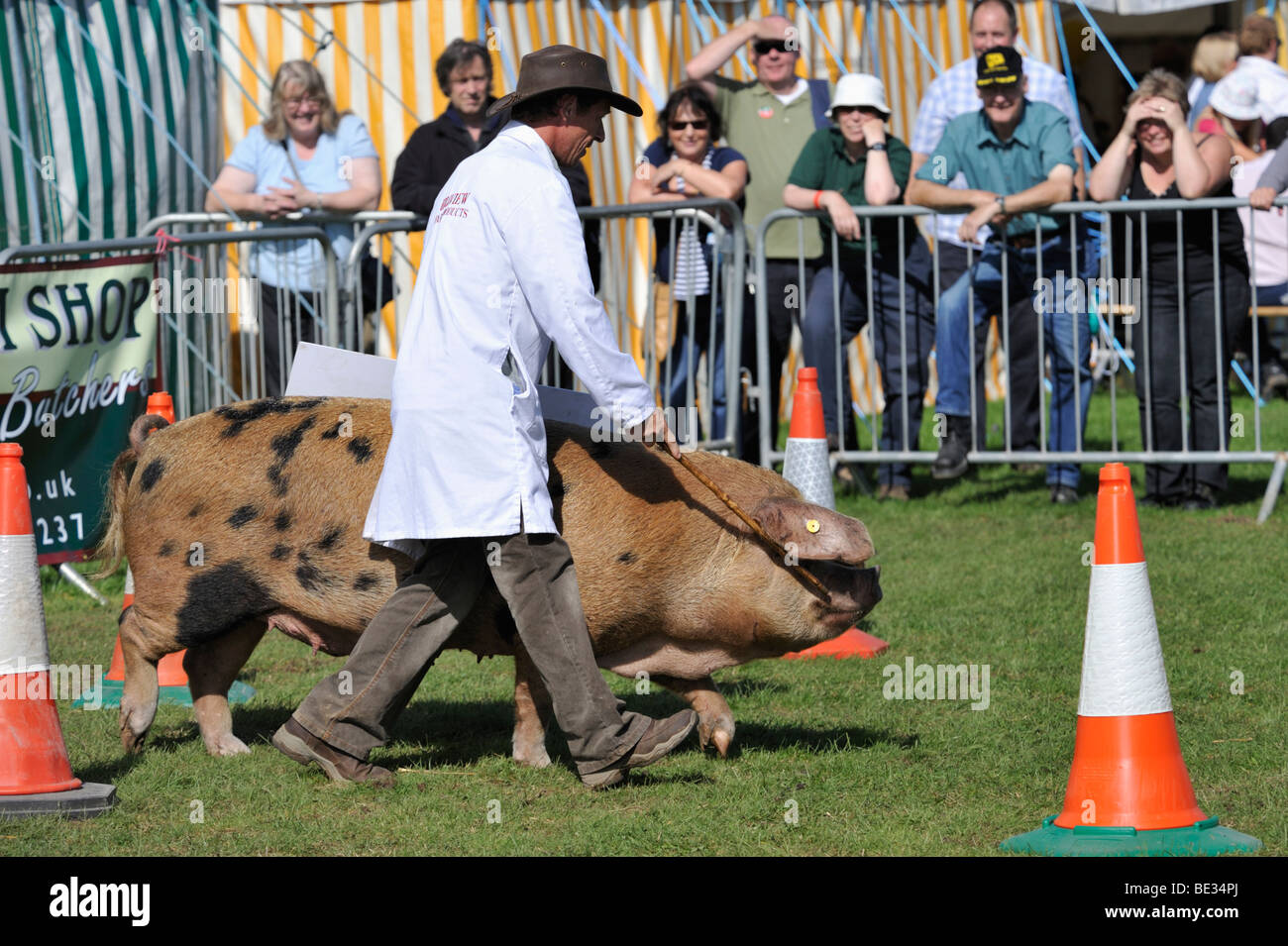 Pig handler with Oxford Sandy and Black pig. Westmorland County Show ...