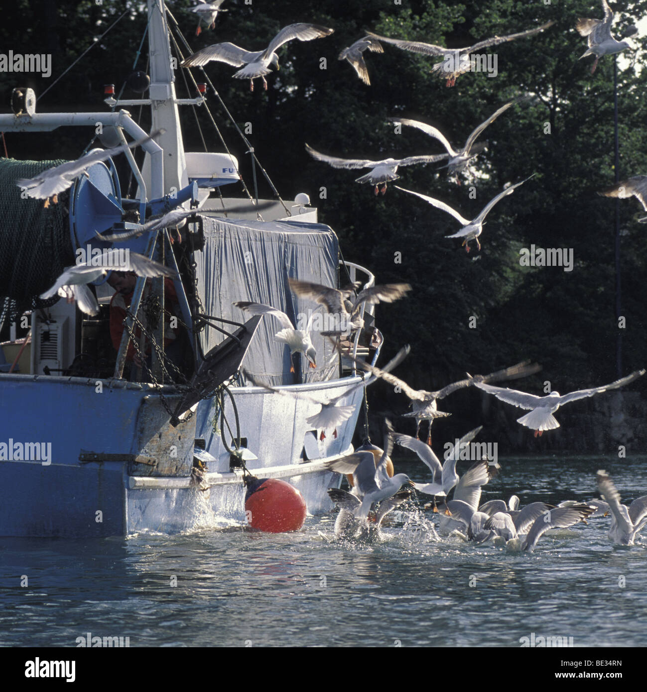 fishing boat with birds feeding off fish Stock Photo - Alamy