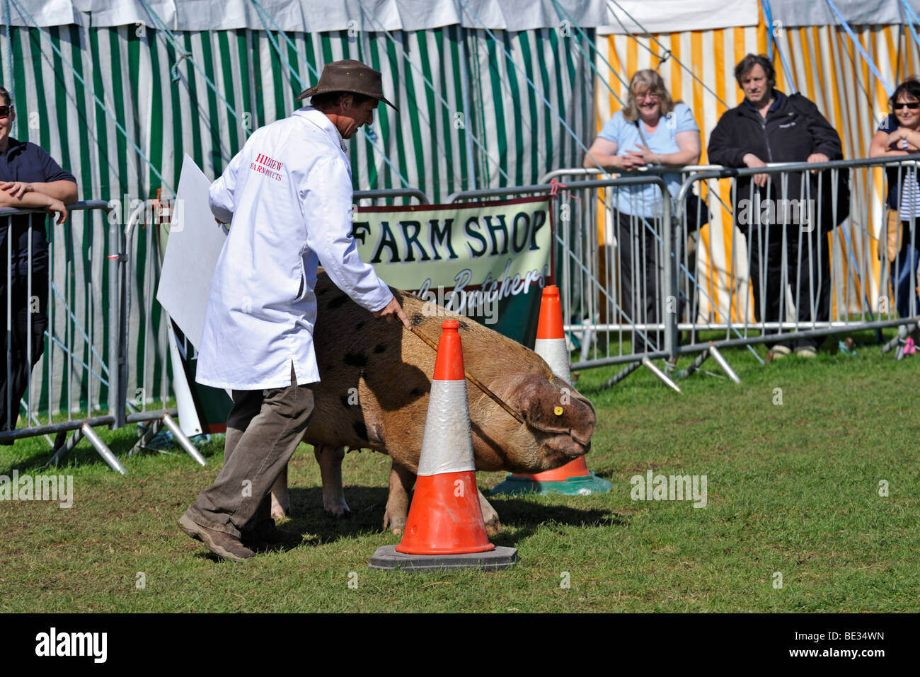 Pig handler with Oxford Sandy and Black pig. Westmorland County Show ...