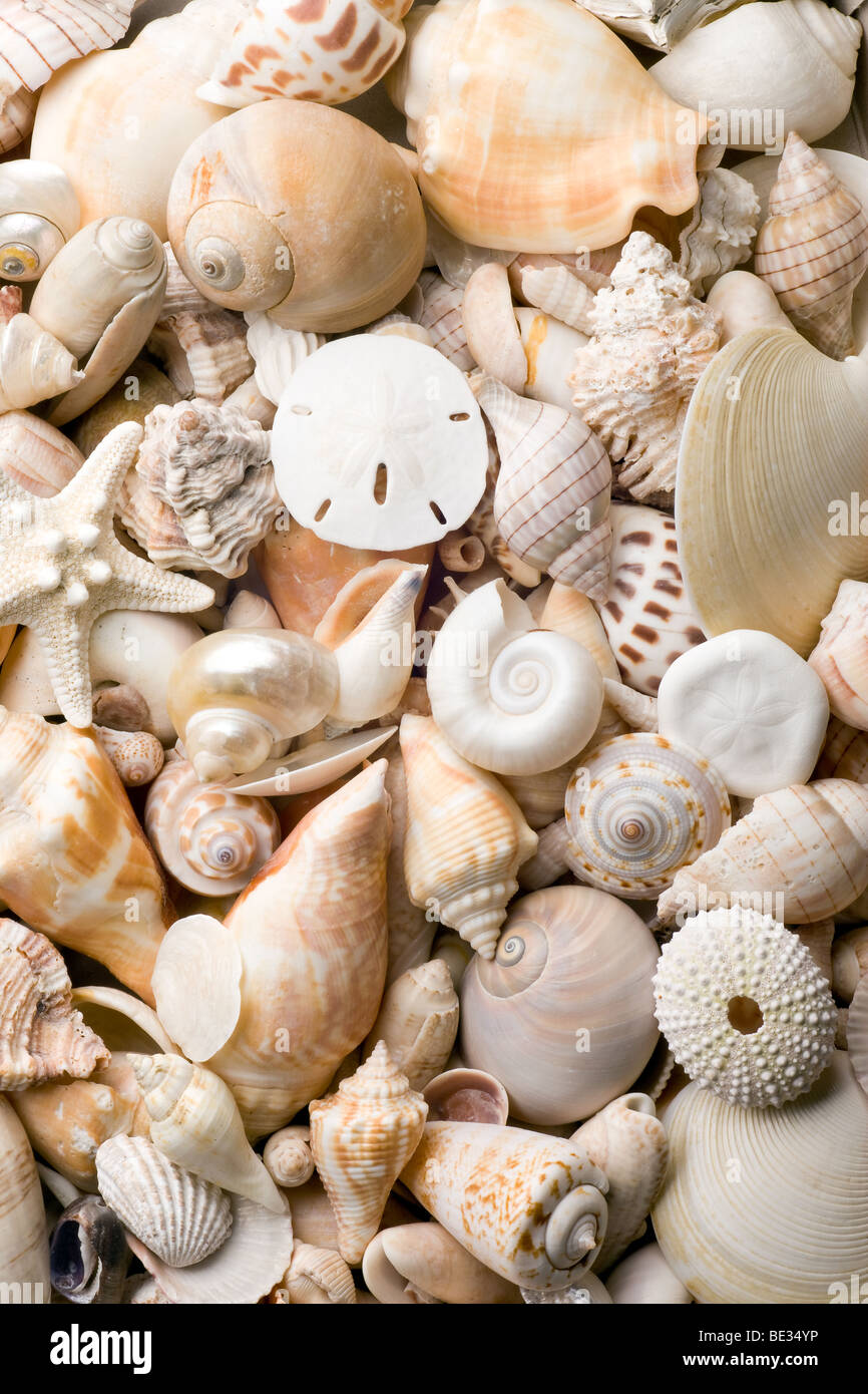 seashell background with various kinds of shells Stock Photo - Alamy
