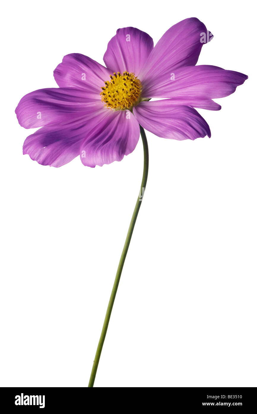 purple cosmos isolated on white background with stem Stock Photo - Alamy