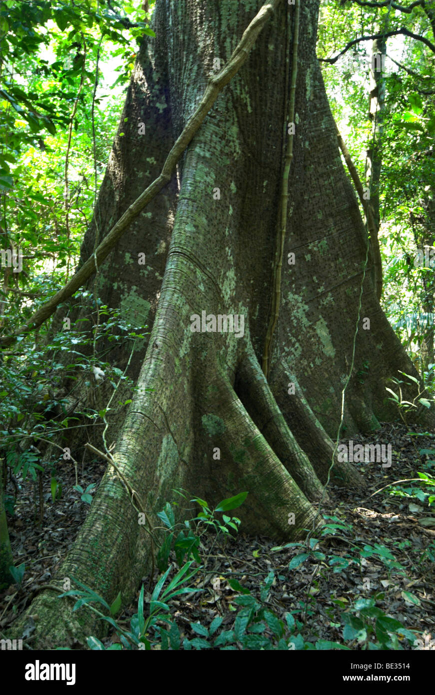 Tropical tree roots hi-res stock photography and images - Alamy