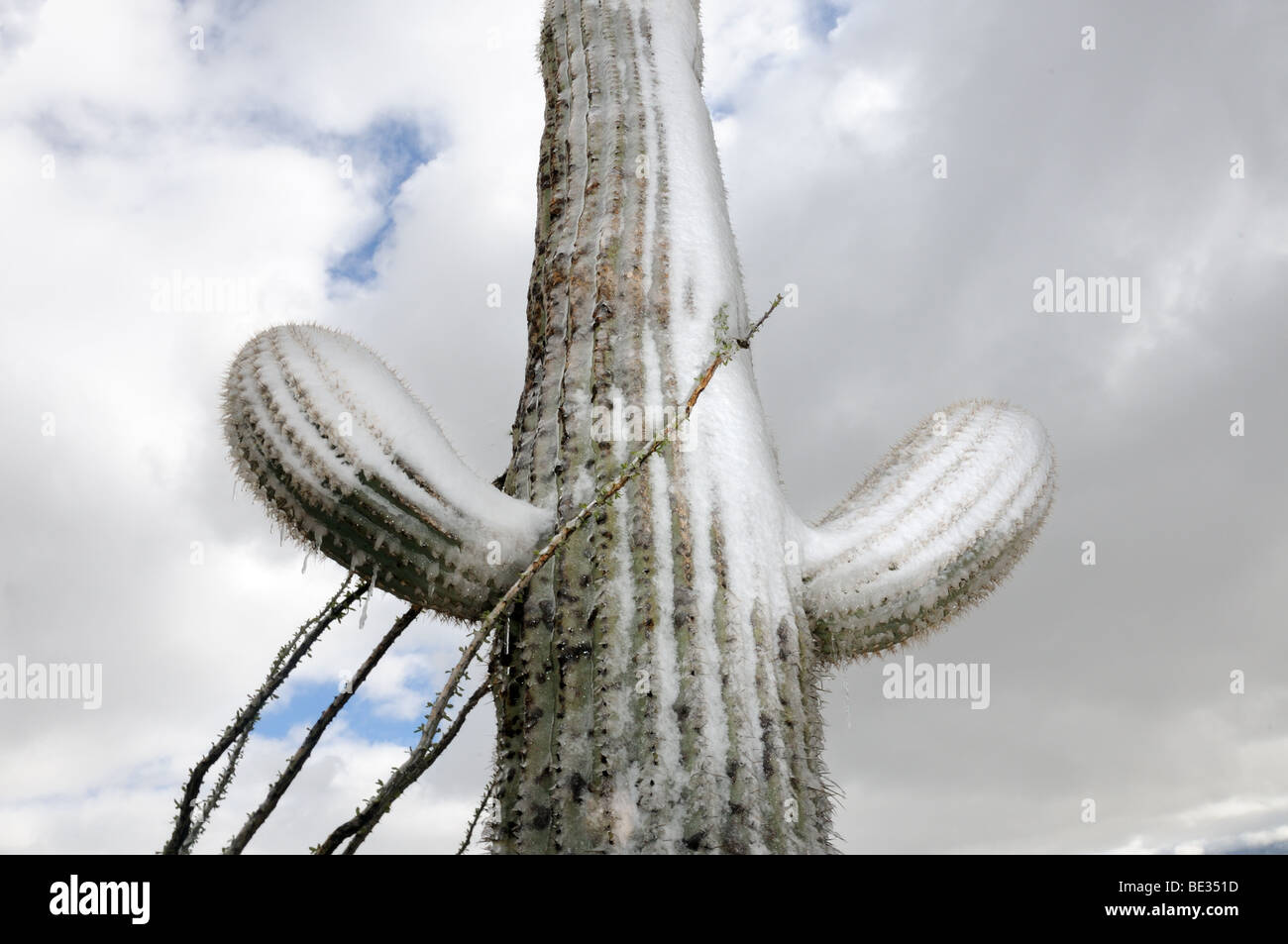 Snow and ice cover a saguaro cactus, carnegiea gigantea, in the Sonoran ...