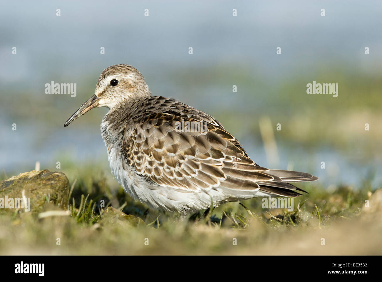 Kenfig natural nature reserve hi-res stock photography and images - Alamy