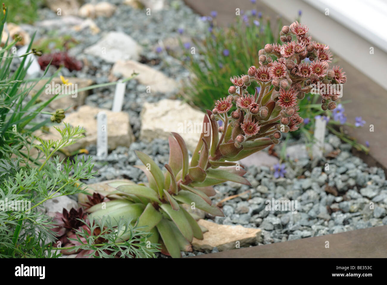Common house leek (Sempervivum tectorum) flower on evergreen succulent ...