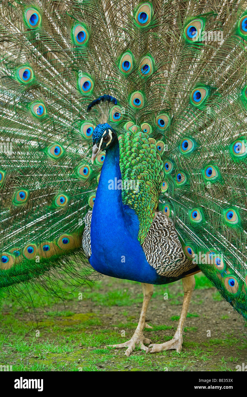 beautiful male peacock with its colorful tail feathers spread Stock ...