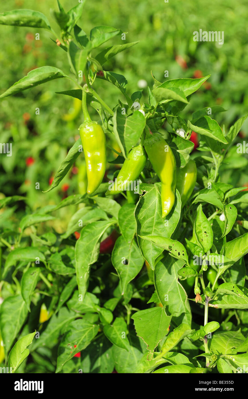 Nm chilis chiles hi-res stock photography and images - Alamy