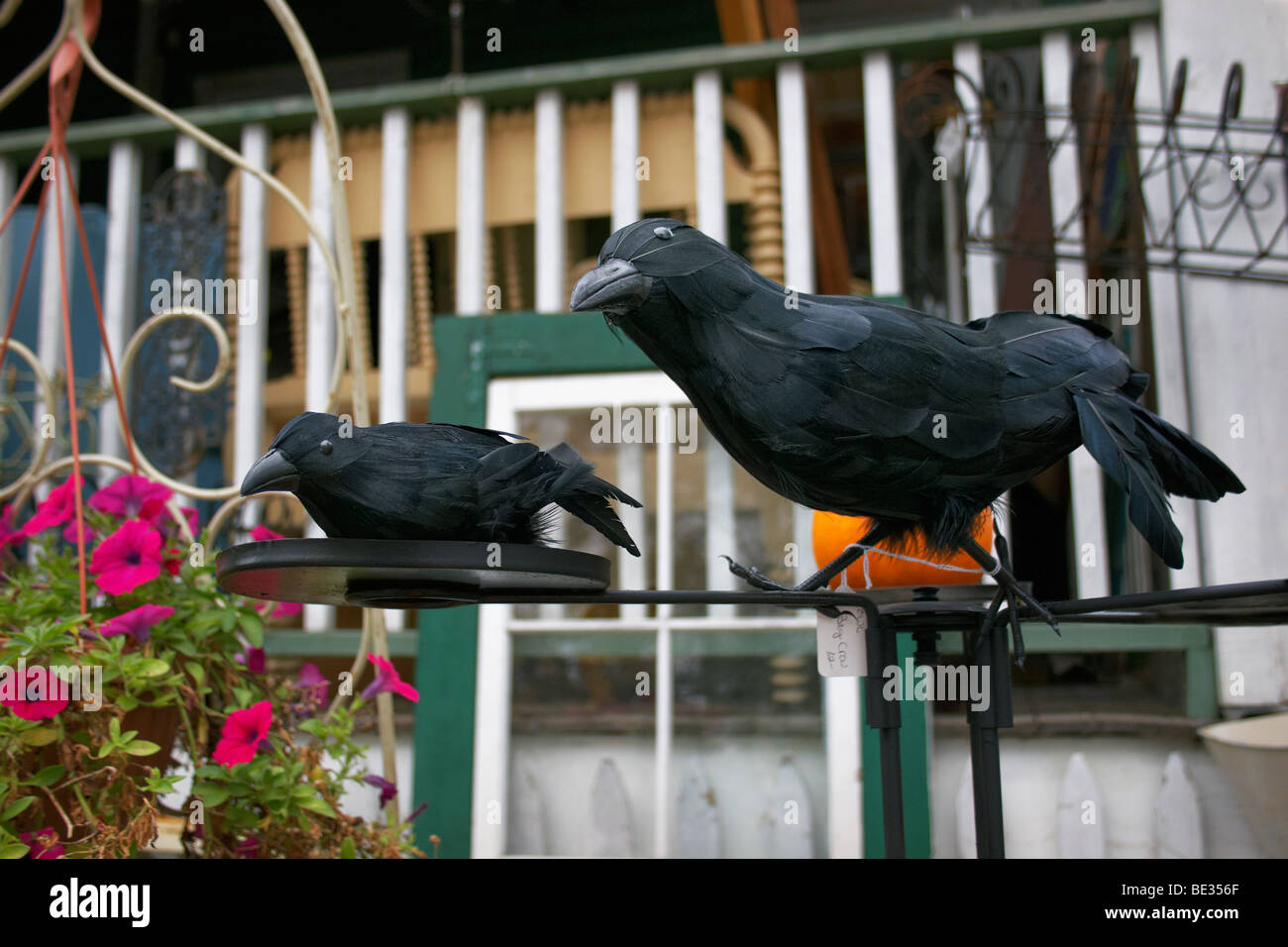 Stuffed crow dolls on sale in the yard of an antique shop Stock Photo ...