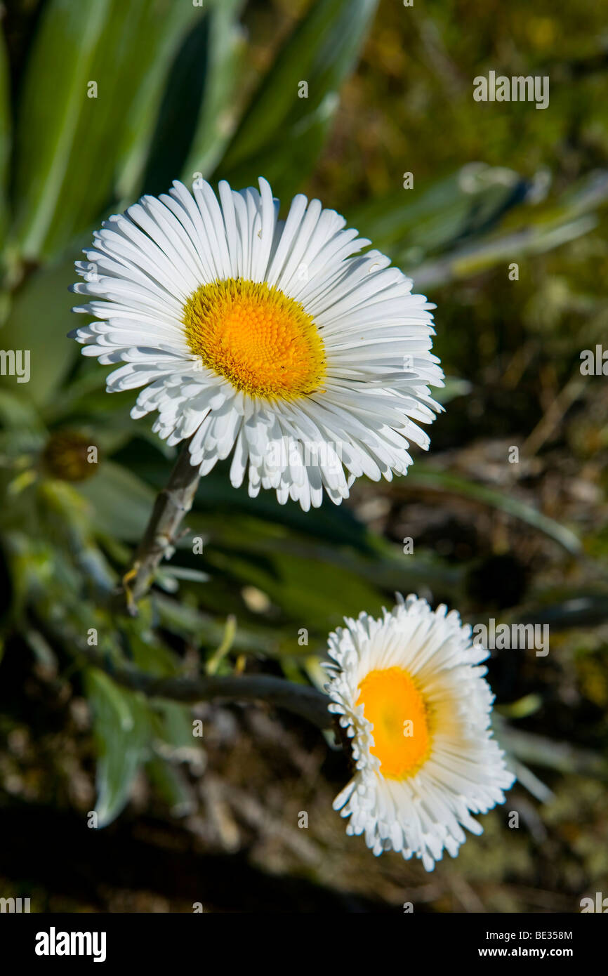 Two Daisies High Resolution Stock Photography and Images - Alamy