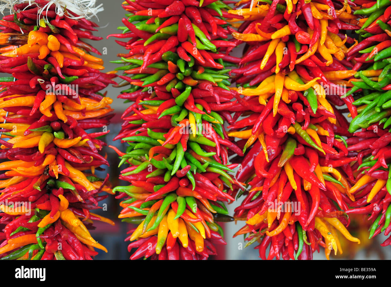 USA Hatch New Mexico- Strings of colorful ristras of hot chiles Stock ...