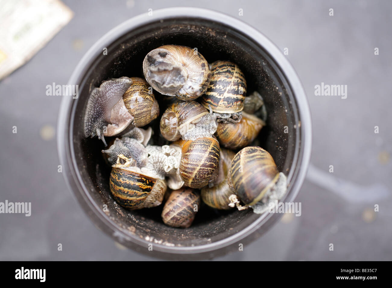 A bucket full of common garden snails Stock Photo - Alamy