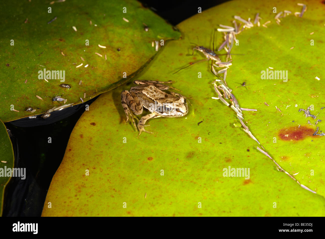 Baby frog hi-res stock photography and images - Alamy