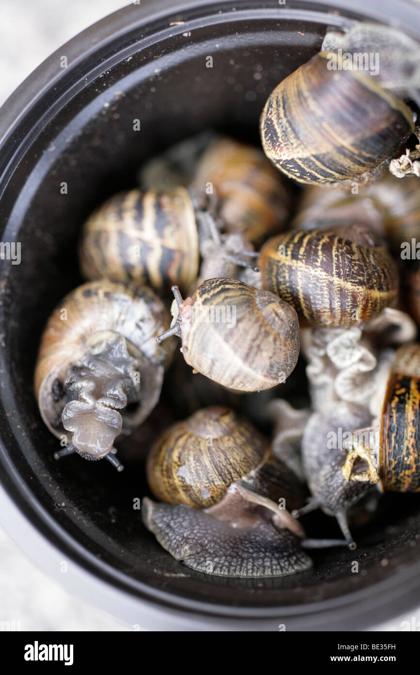 Common garden snails hi-res stock photography and images - Alamy