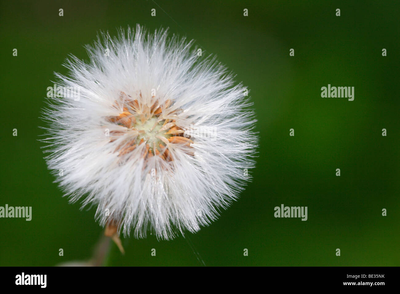 Groundsel seed head (Senecia vulgaris) close up, England, UK Stock ...