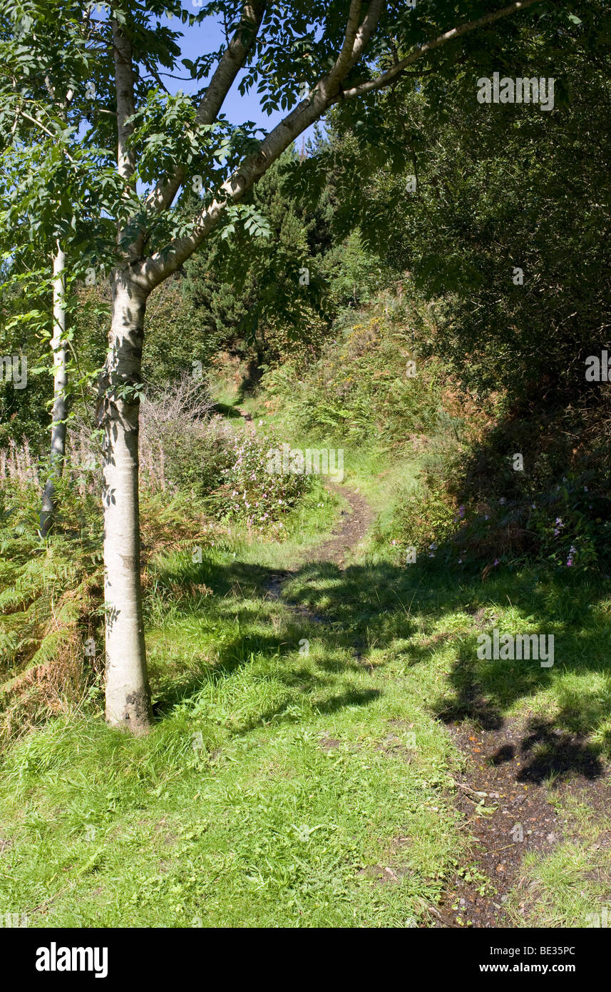 Afan forest park, hillside track in early September before Autumn has ...