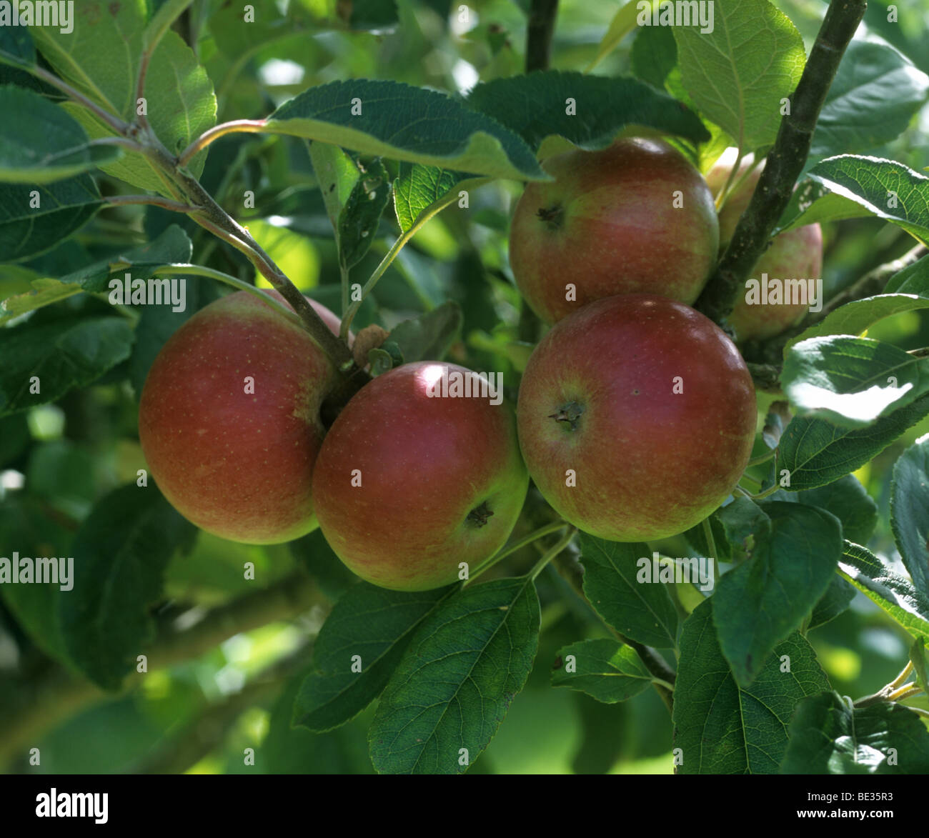 Devon apple tree hi-res stock photography and images - Alamy