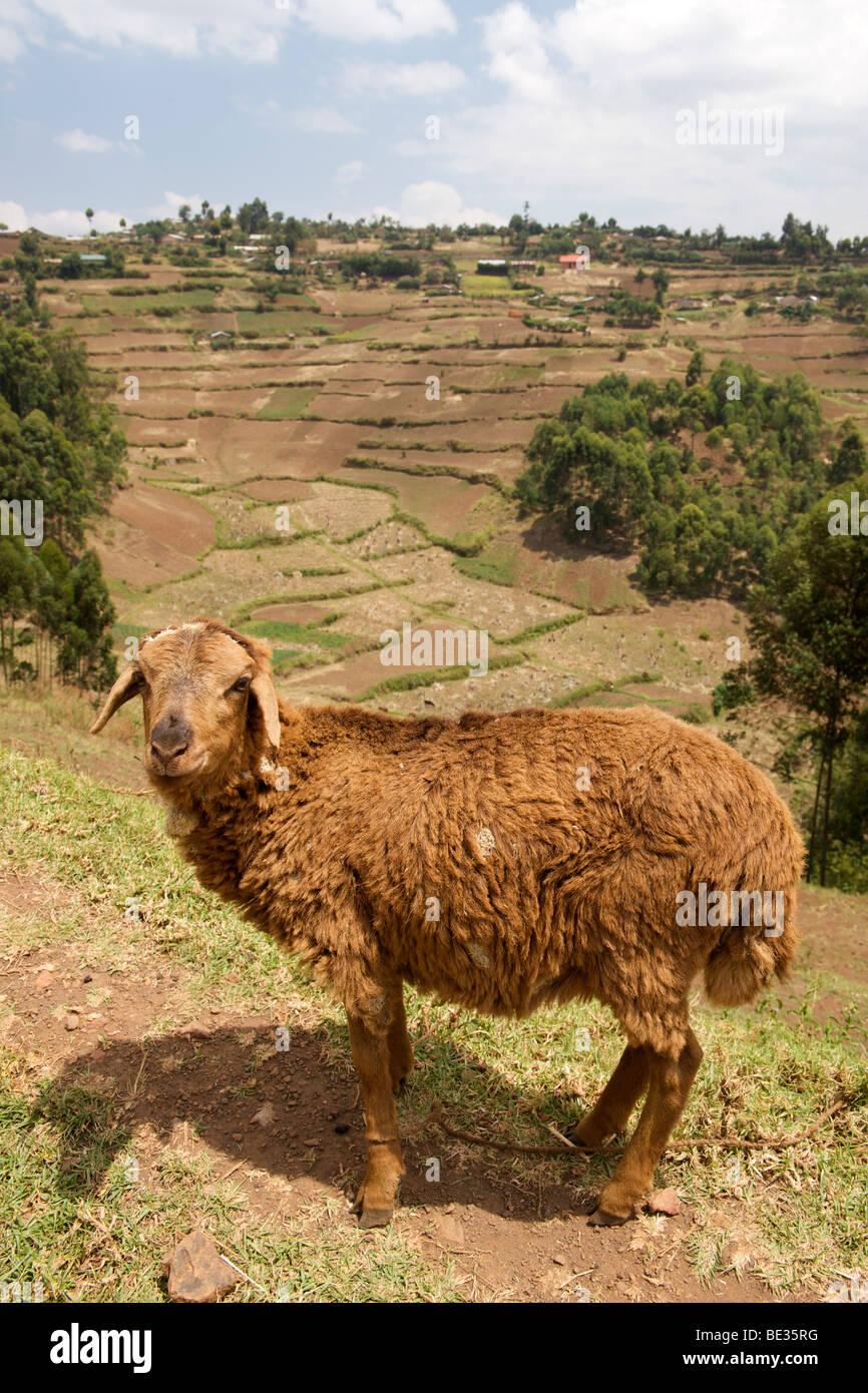 A sheep and landscape along the road between Kisoro and Muko in ...