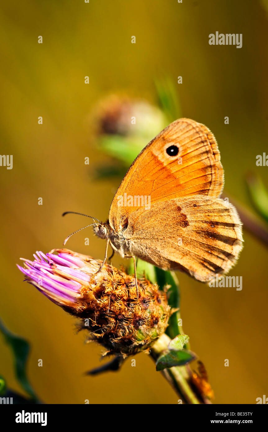 Meadow brown butterfly wing hi-res stock photography and images - Alamy