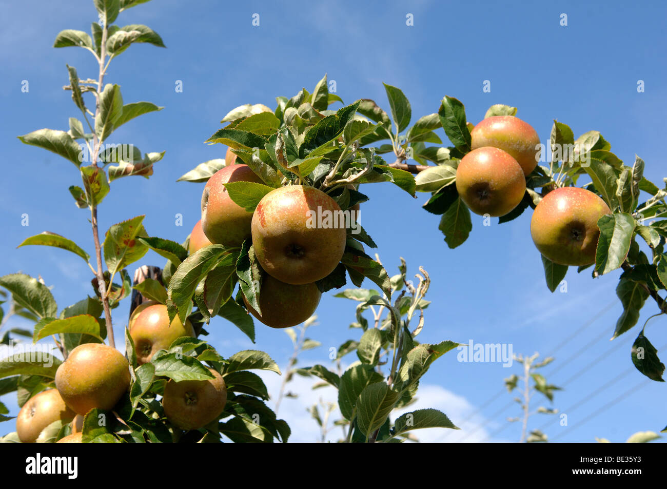 Egremont russet apple juice hi-res stock photography and images - Alamy