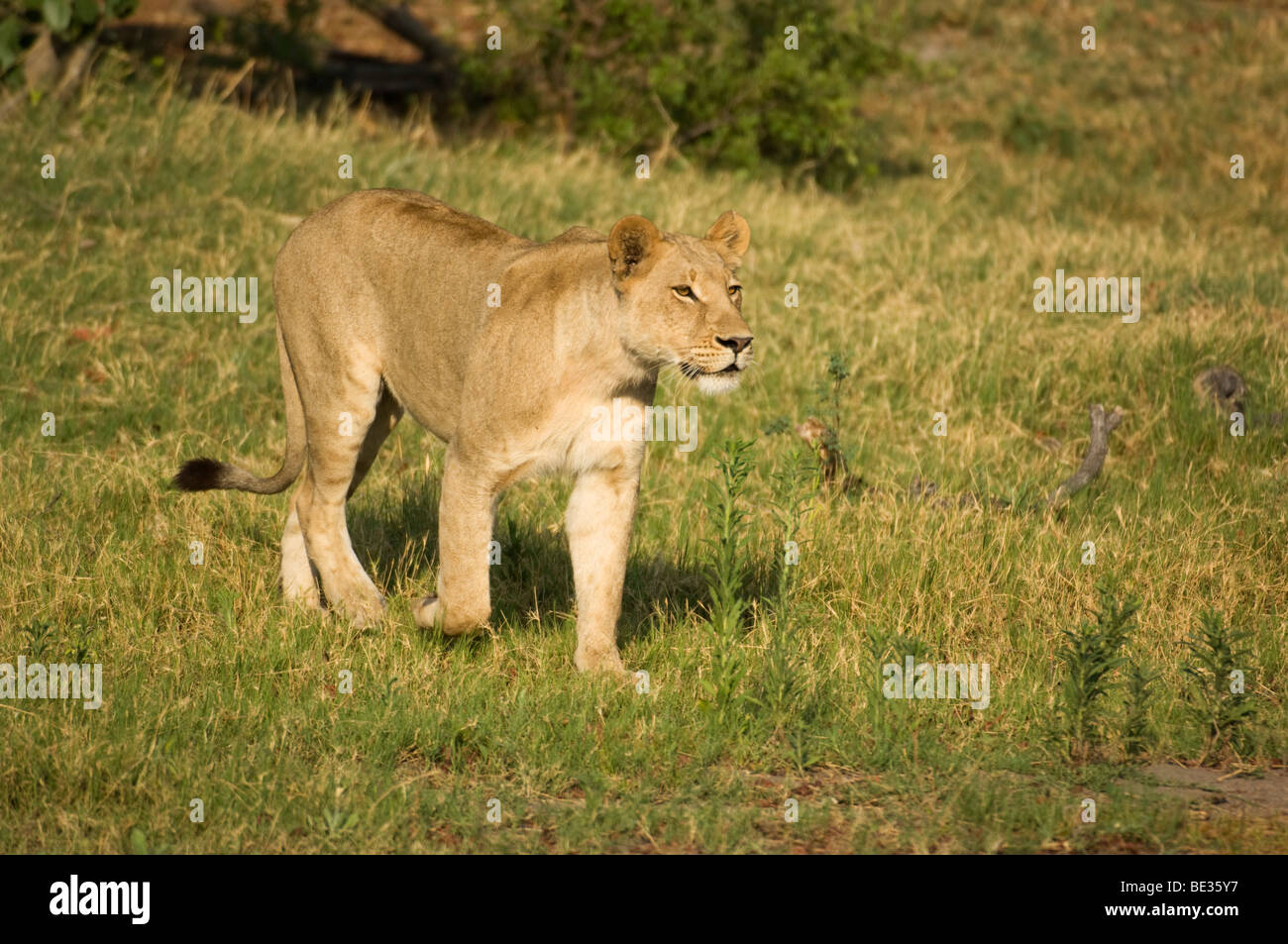 Okavango delta, botswana lion hi-res stock photography and images - Alamy