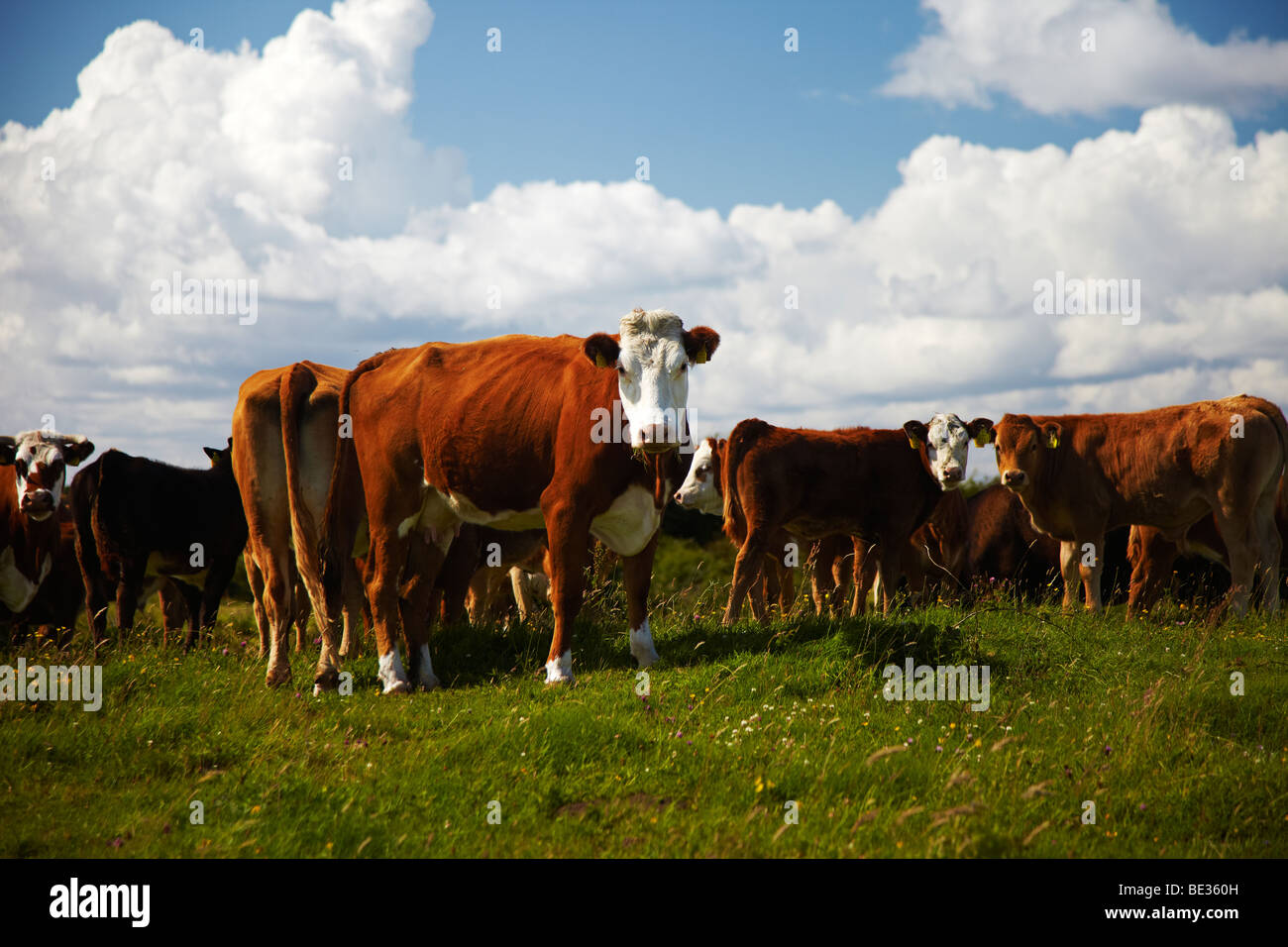 Beef Cattle on a farm, near Kinvara, Ireland Stock Photo - Alamy