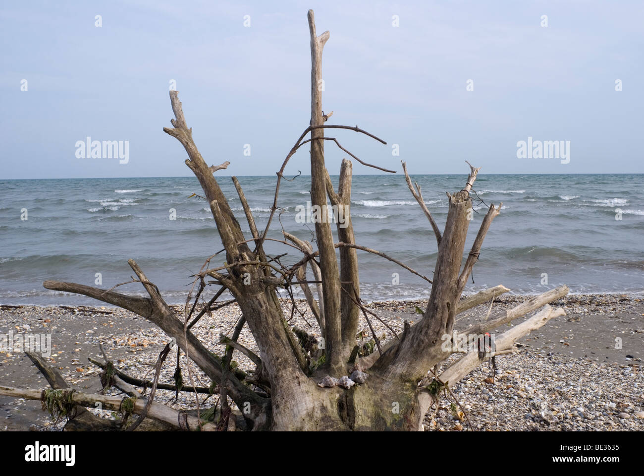 Tree roots on beach hi-res stock photography and images - Alamy