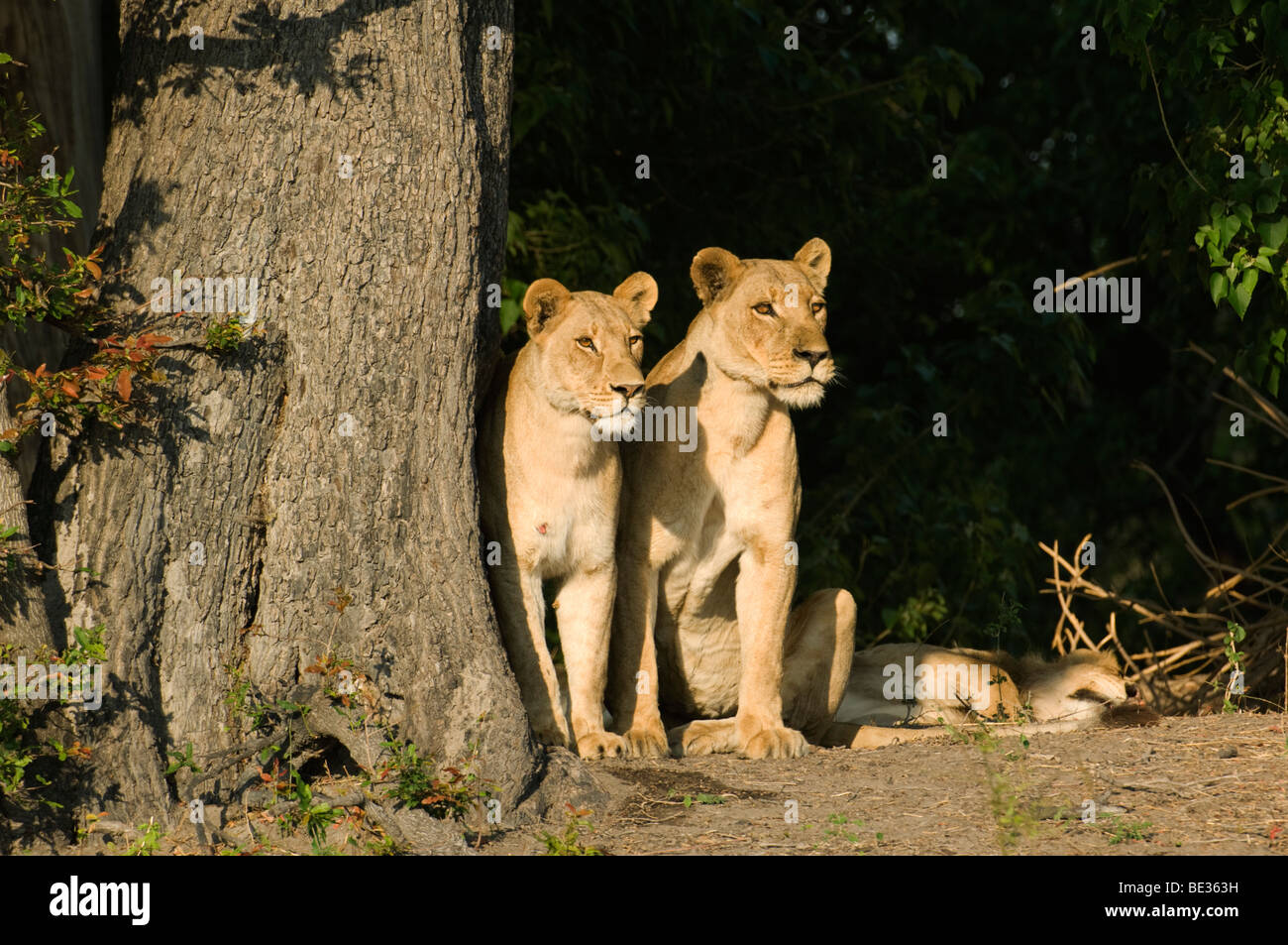 Okavango delta lions hi-res stock photography and images - Alamy
