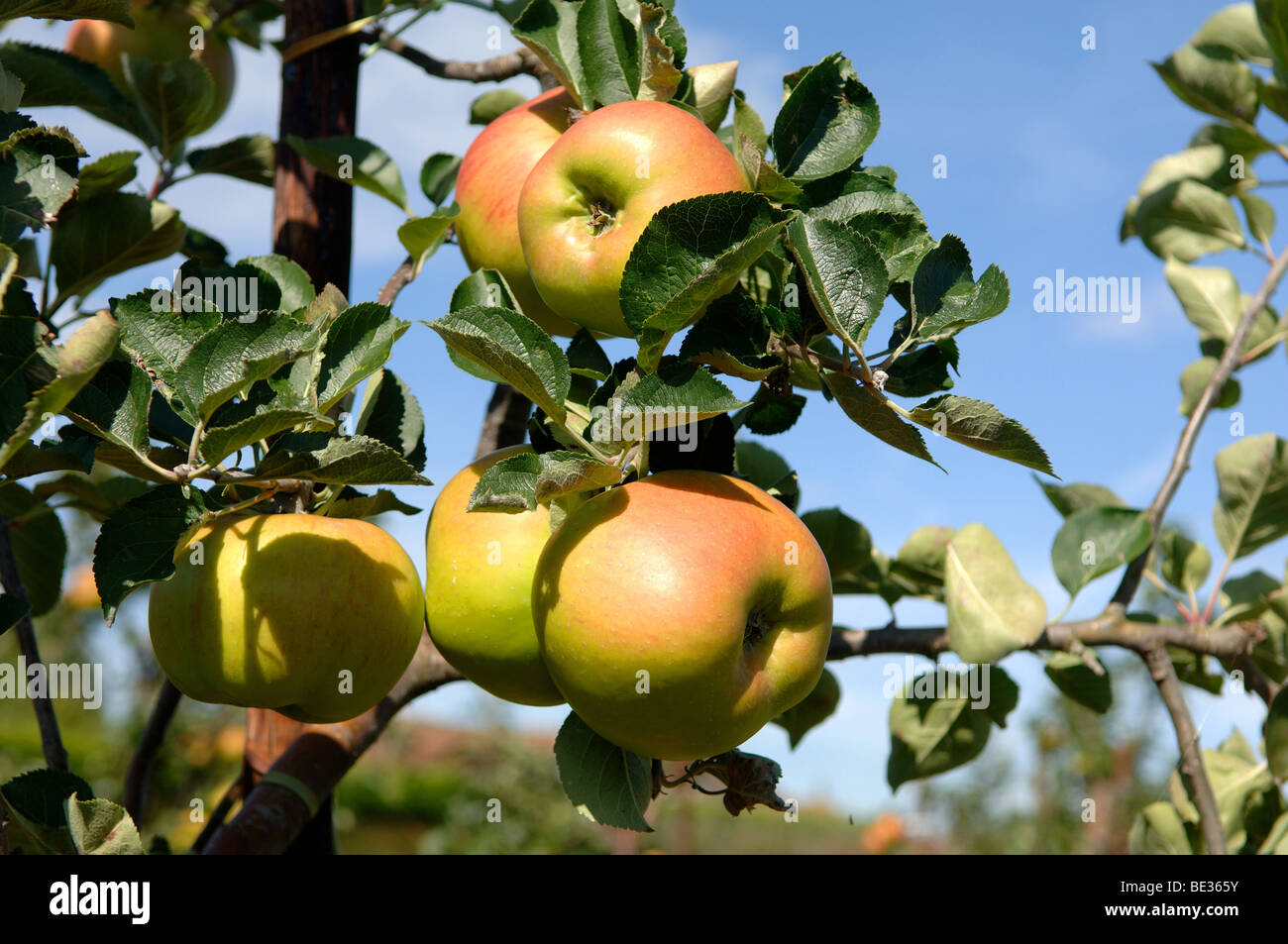 East European workers Harvesting English Cox apples in Orchard Kent ...