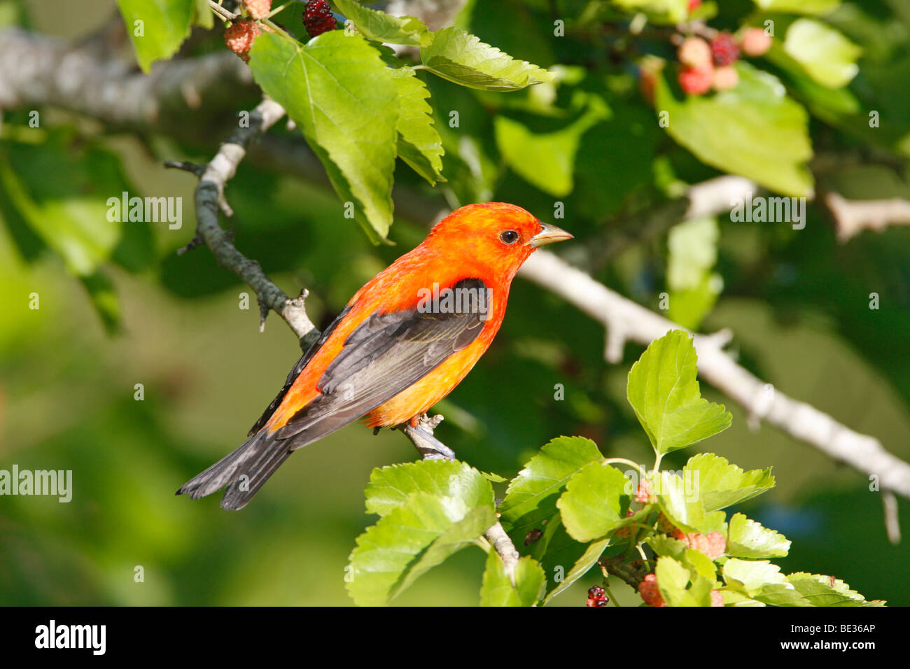 Scarlet tanagers hi-res stock photography and images - Alamy