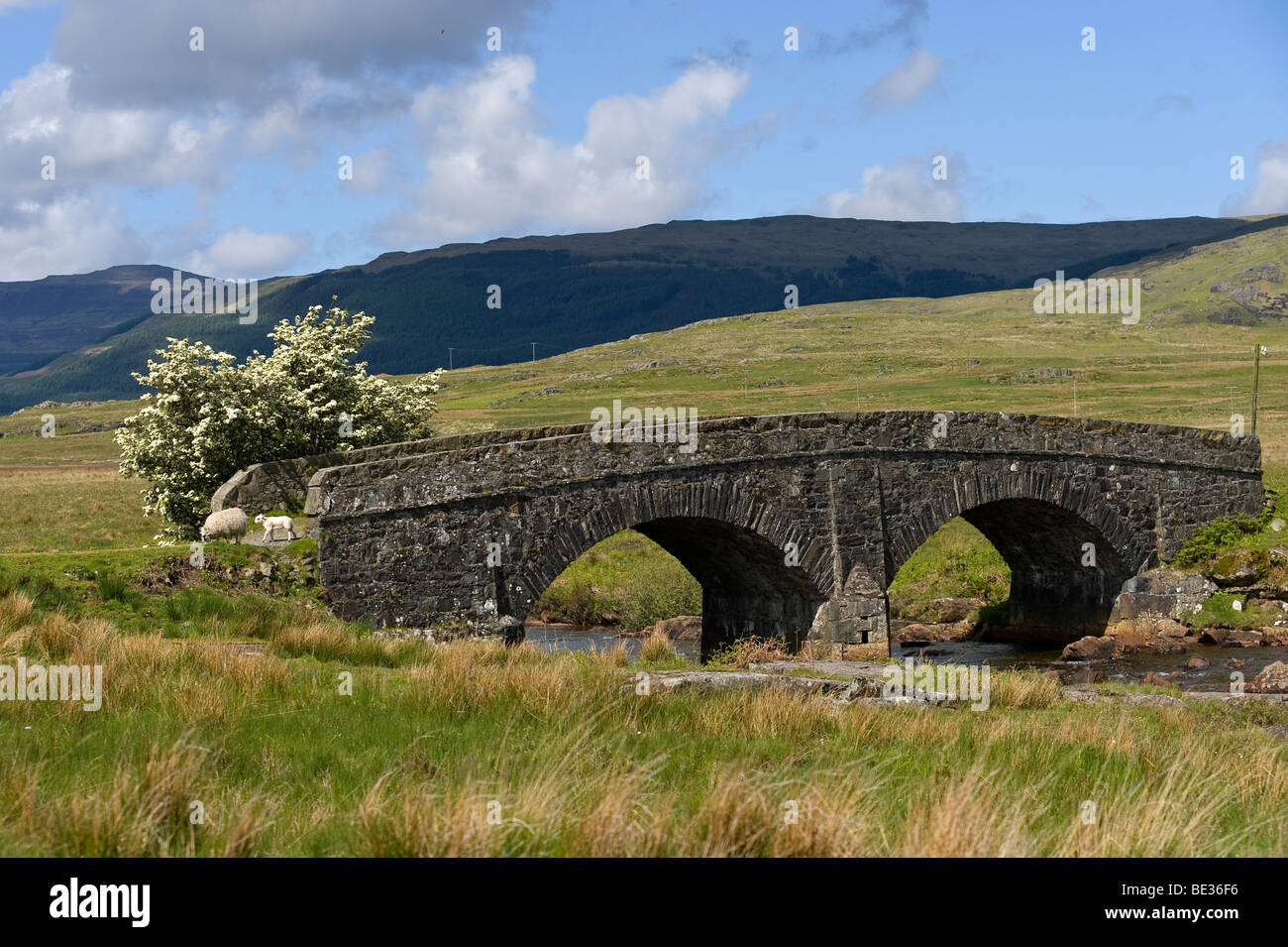Stone bridge and sheep, Isle of Mull, Scotland, United Kingdom, Europe ...