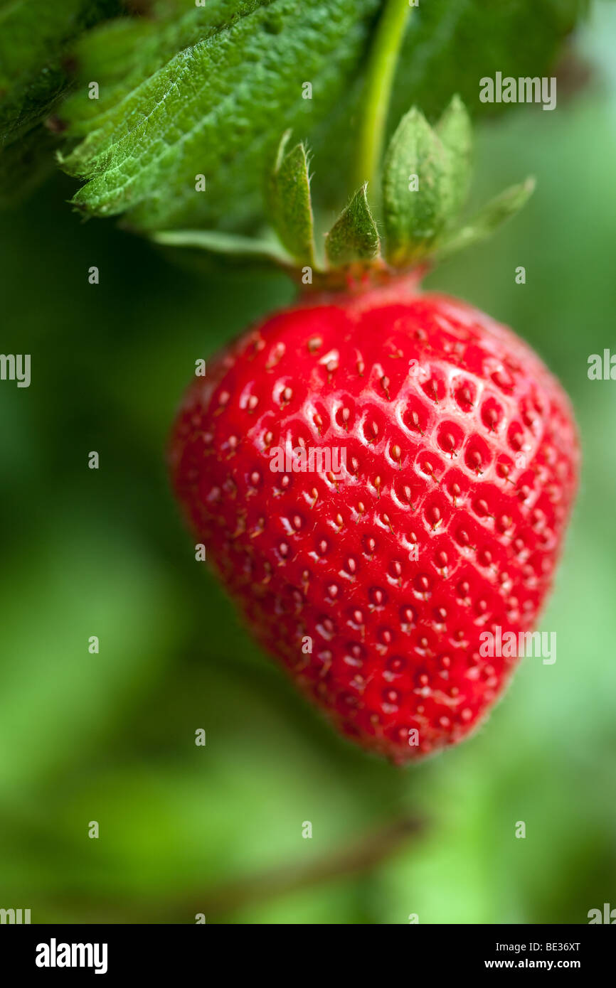 ripe strawberry on a plant ready to harvest Stock Photo - Alamy
