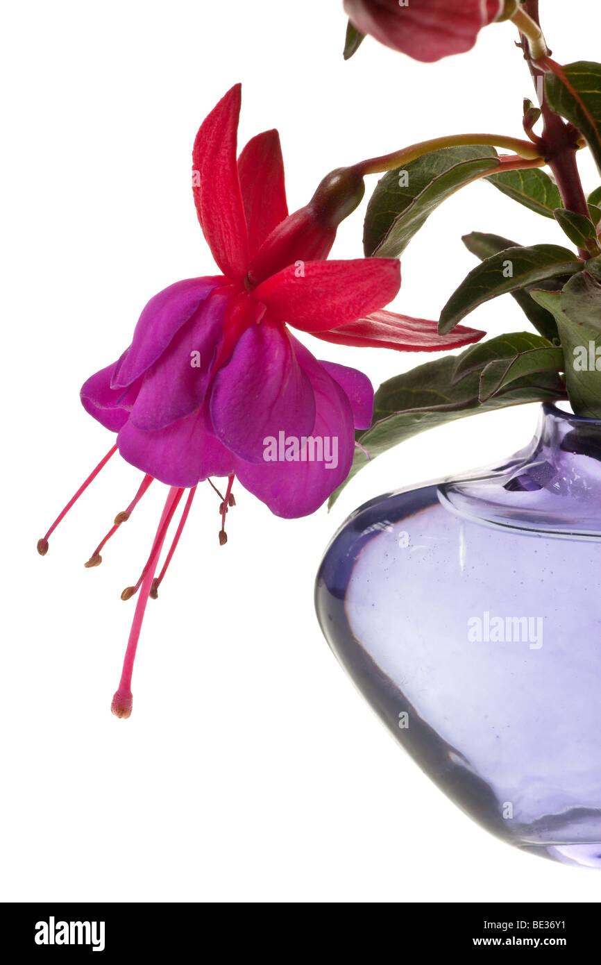 Fuschia High Resolution Stock Photography and Images - Alamy
