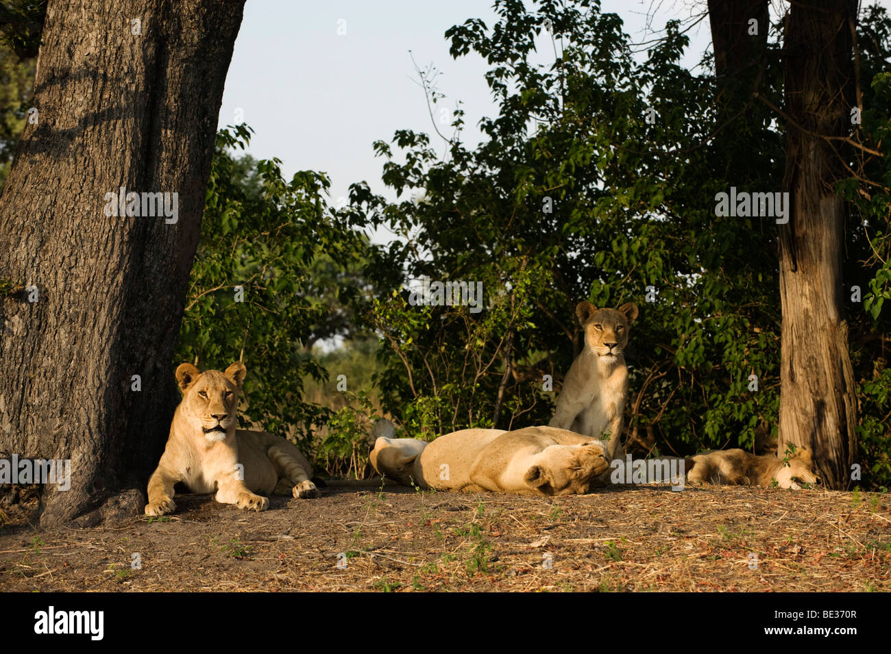 Okavango delta lions hi-res stock photography and images - Alamy