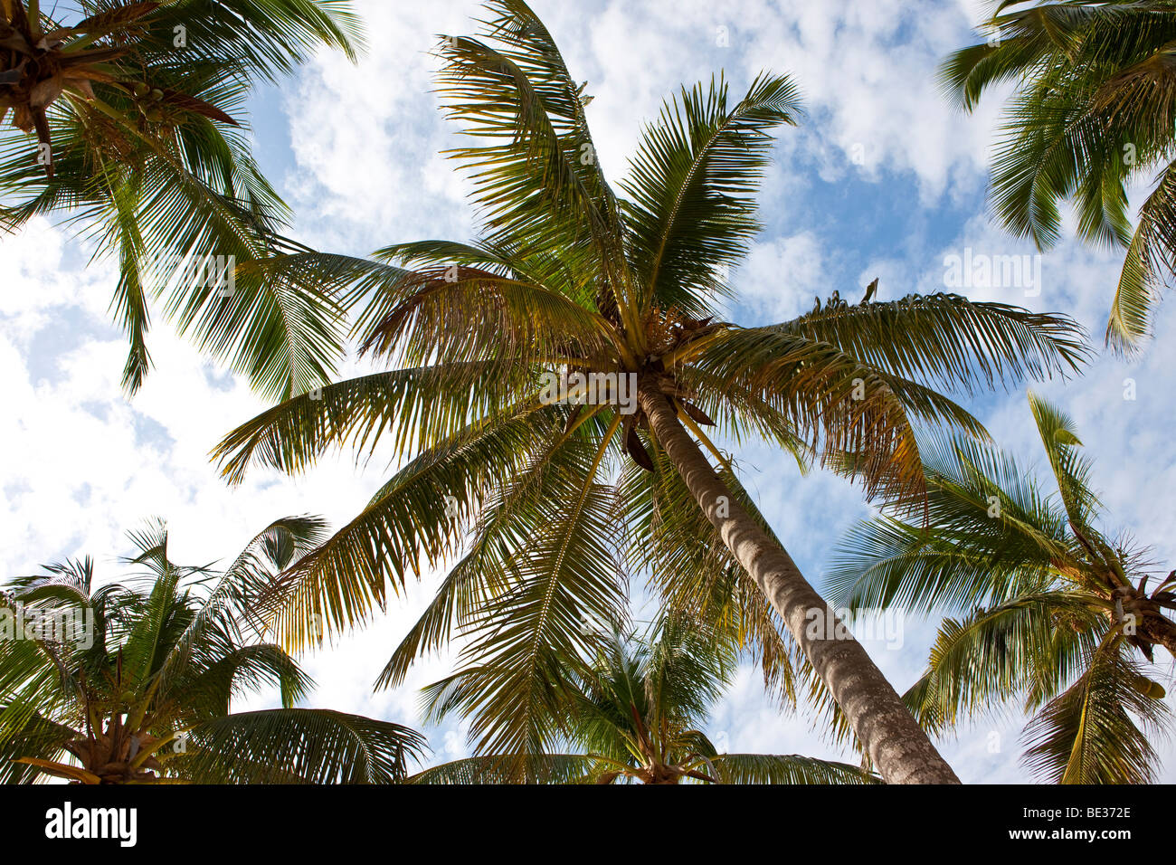 Coconut plams from below, Zanzibar, Tanzania, Africa Stock Photo - Alamy