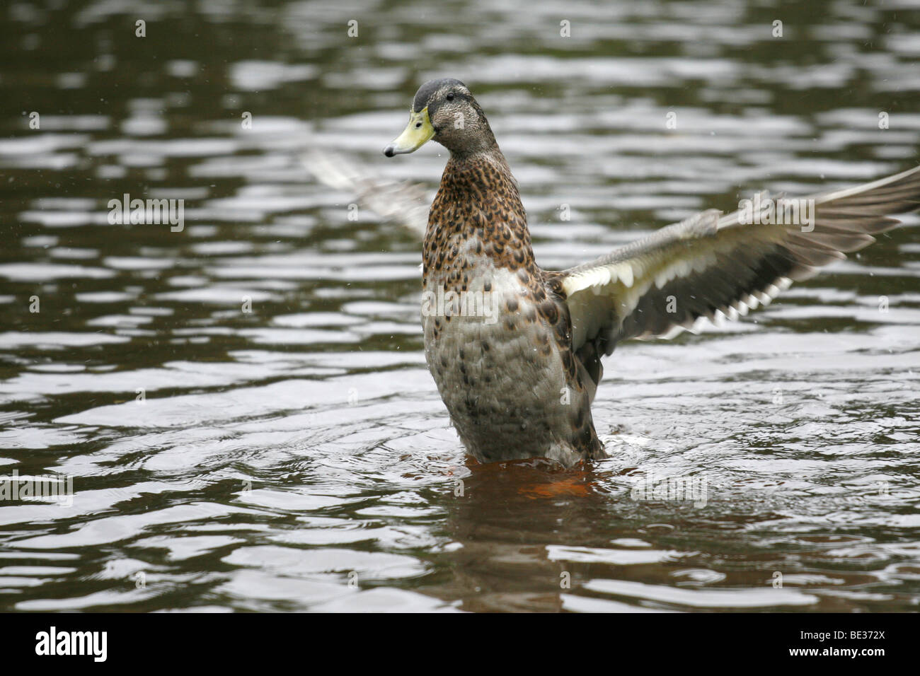 Duck flapping its wings Stock Photo - Alamy
